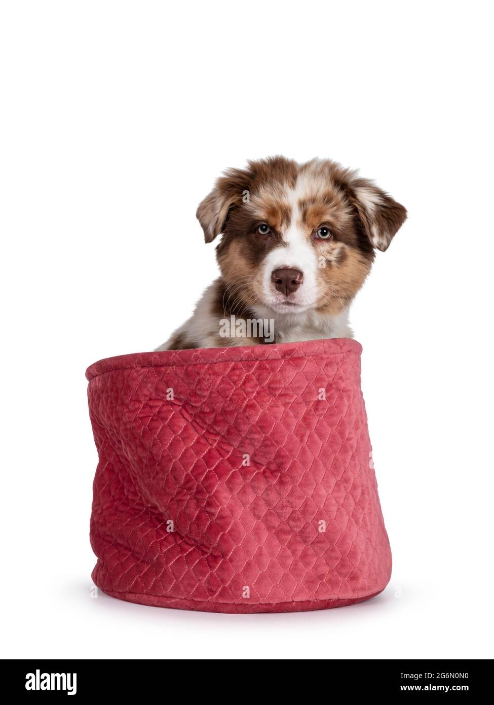 Cute red merle white with tan Australian Shepherd aka Aussie dog pup ...