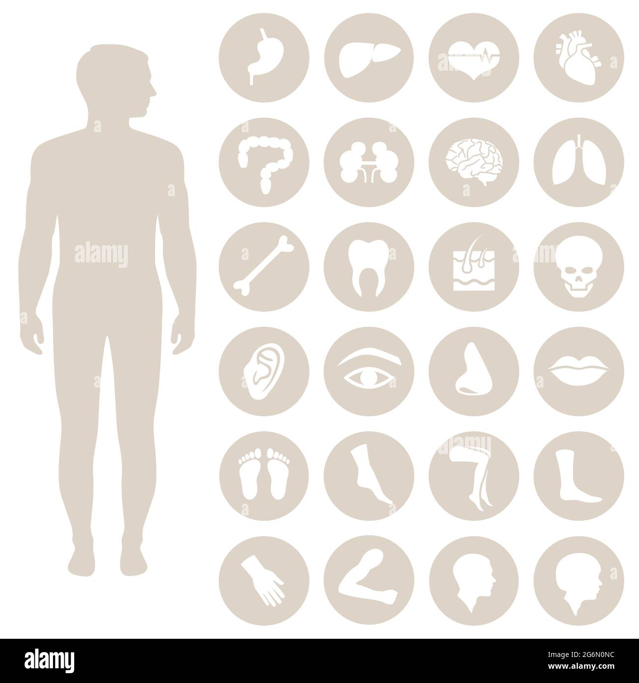 human body anatomy, vector medical organs icon Stock Vector Image & Art ...