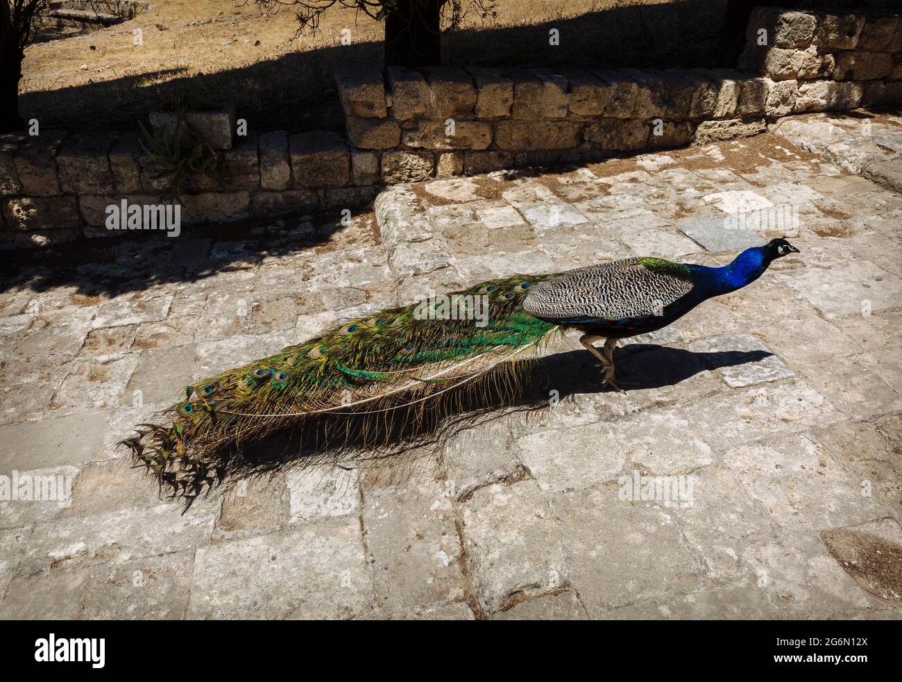 Peacock greece hi-res stock photography and images - Alamy