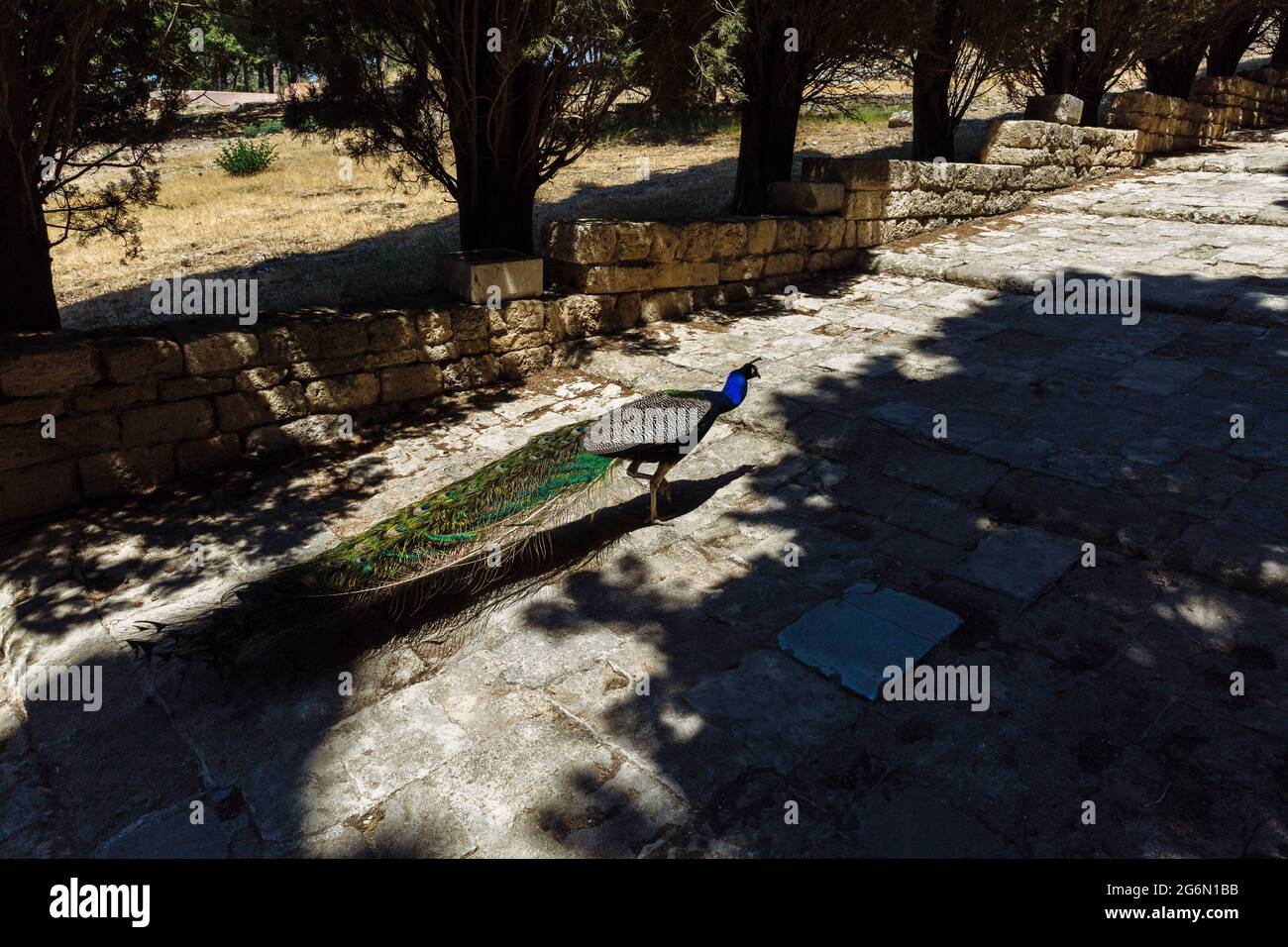 Peacock greece hi-res stock photography and images - Alamy