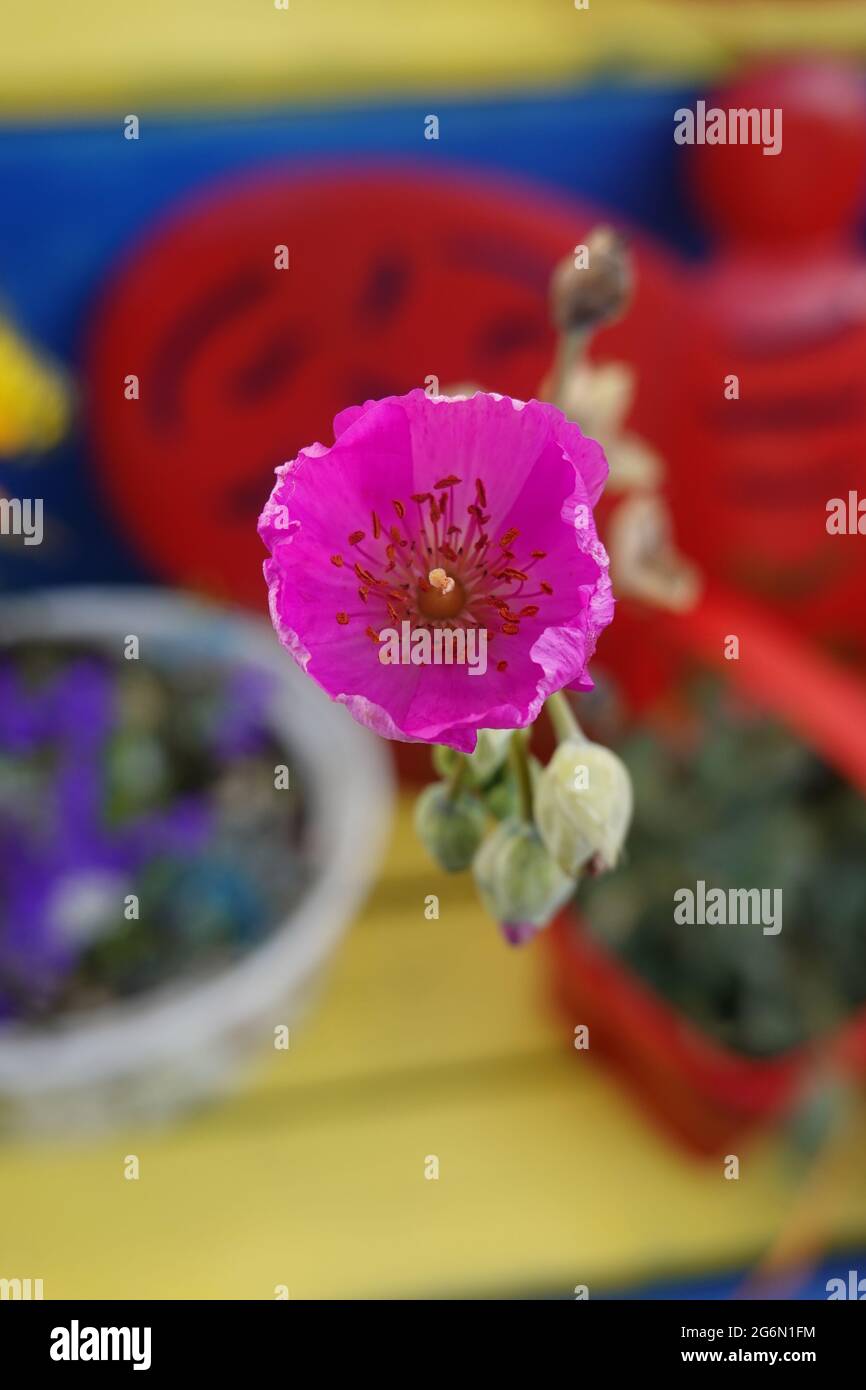 Rock purslane growing in pot hi-res stock photography and images - Alamy