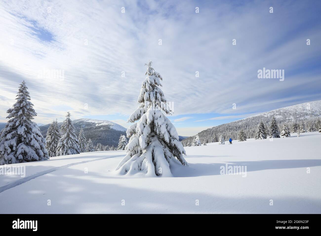 Winter morning. Spruce trees. The lawn covered by white snow with the ...