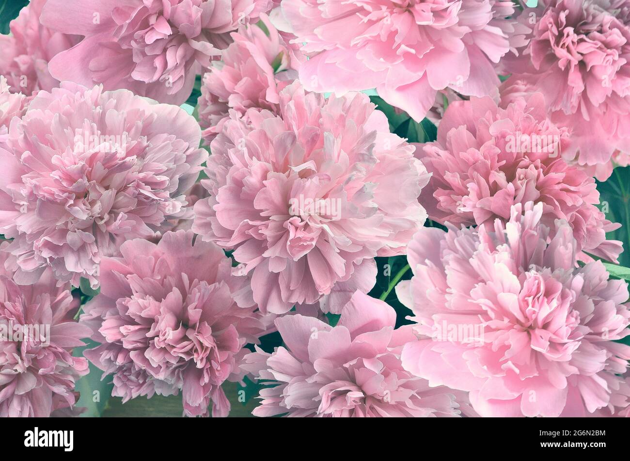 Pale pink fluffy peony flowers - floral festive natural background ...
