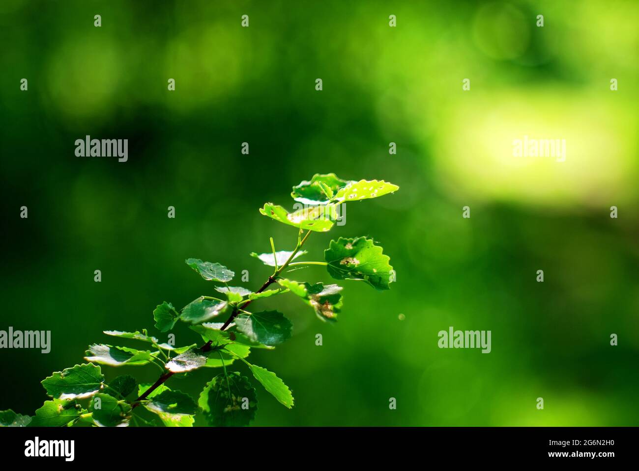 Tree leaves rustle in forest hi-res stock photography and images - Alamy