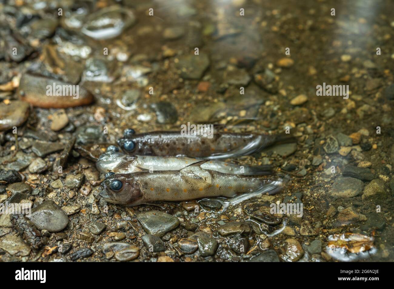 Bullhead fish kill due to pollution from, Newcastle Emlyn. Skin has ...