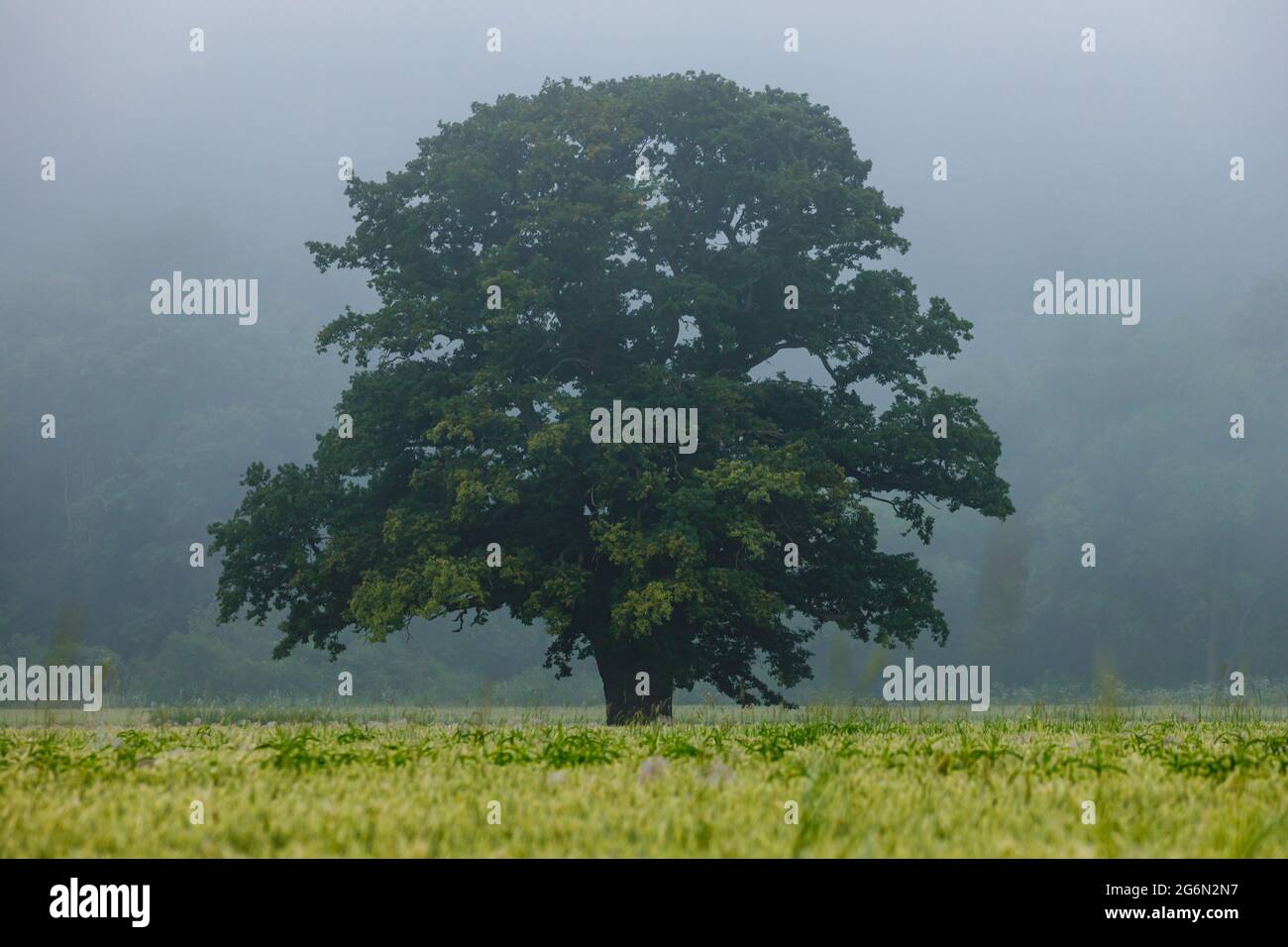 Plant oak oak tree and clouds hi-res stock photography and images - Alamy