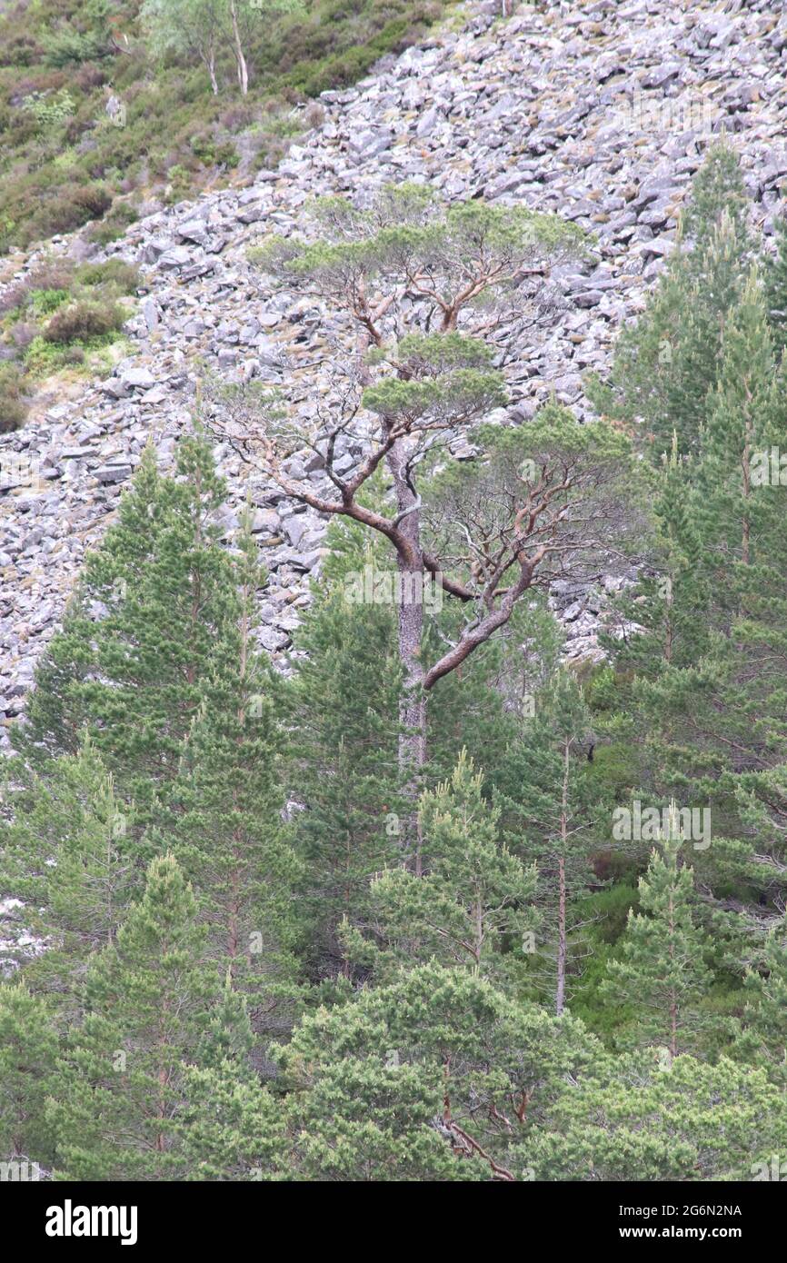 Pine trees in shale on slope of moutain Stock Photo - Alamy
