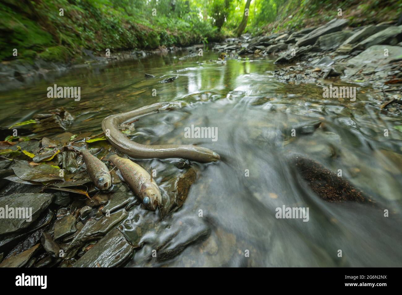European eel and two brown trout kill due to pollution, Newcastle Emlyn ...