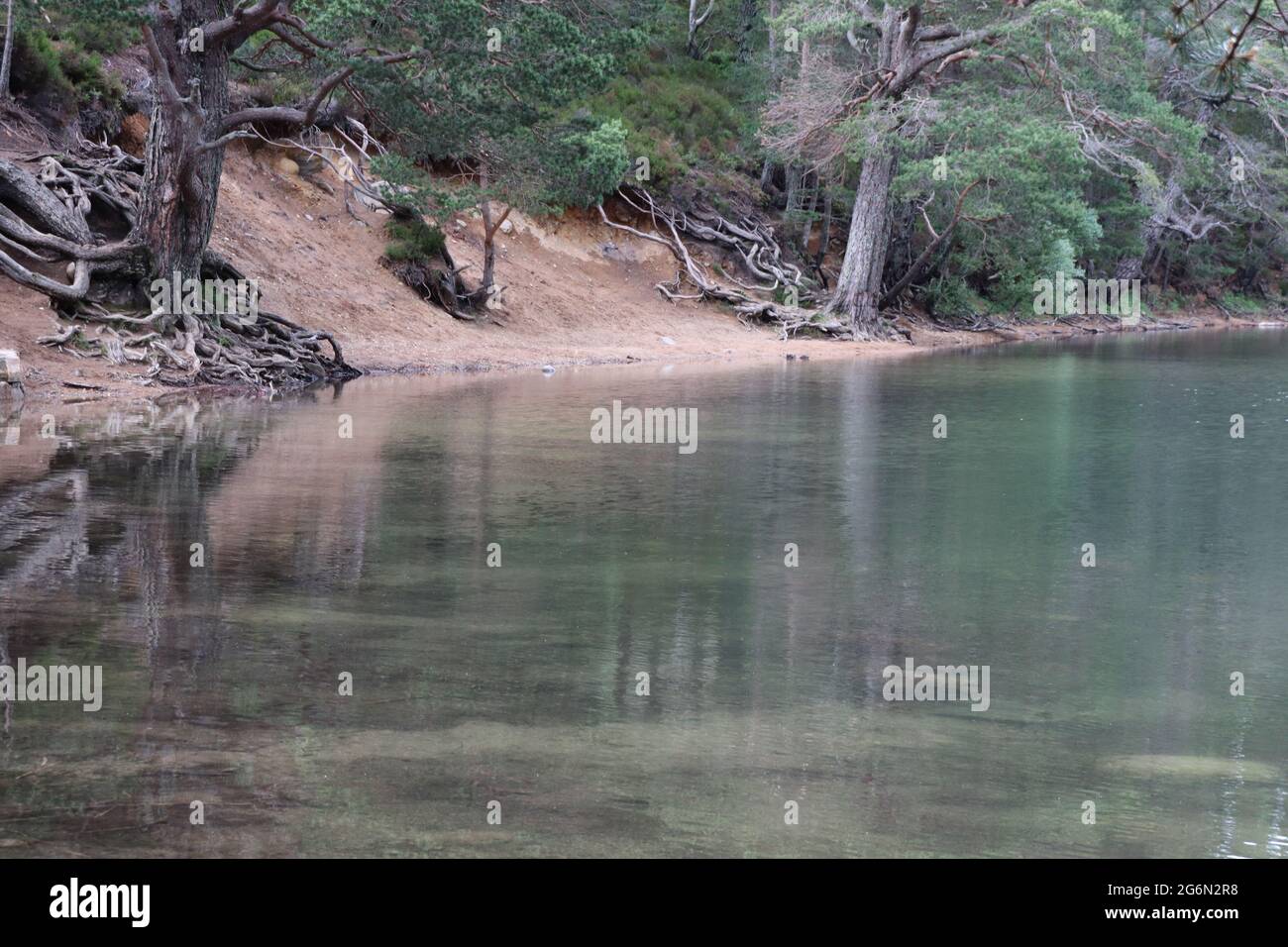 Reflections of pine trees in the Green Loch near Aviemore in the ...