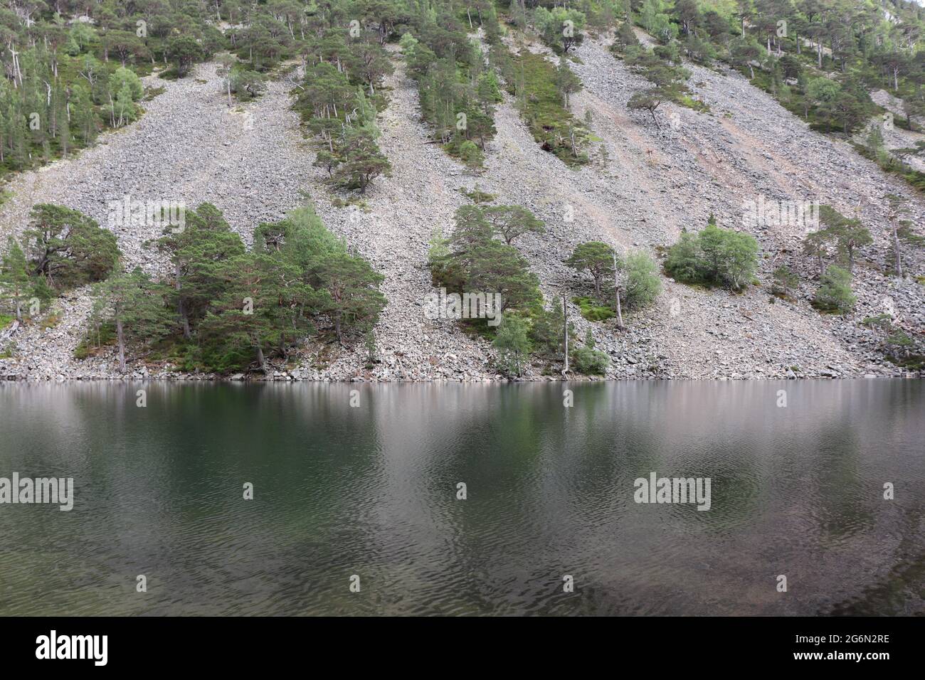 Reflections of pine trees in the Green Loch near Aviemore in the ...