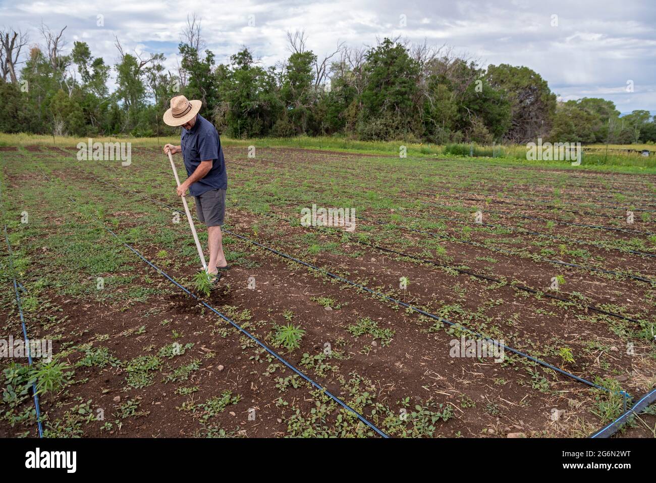 Hemp plants hi-res stock photography and images - Alamy