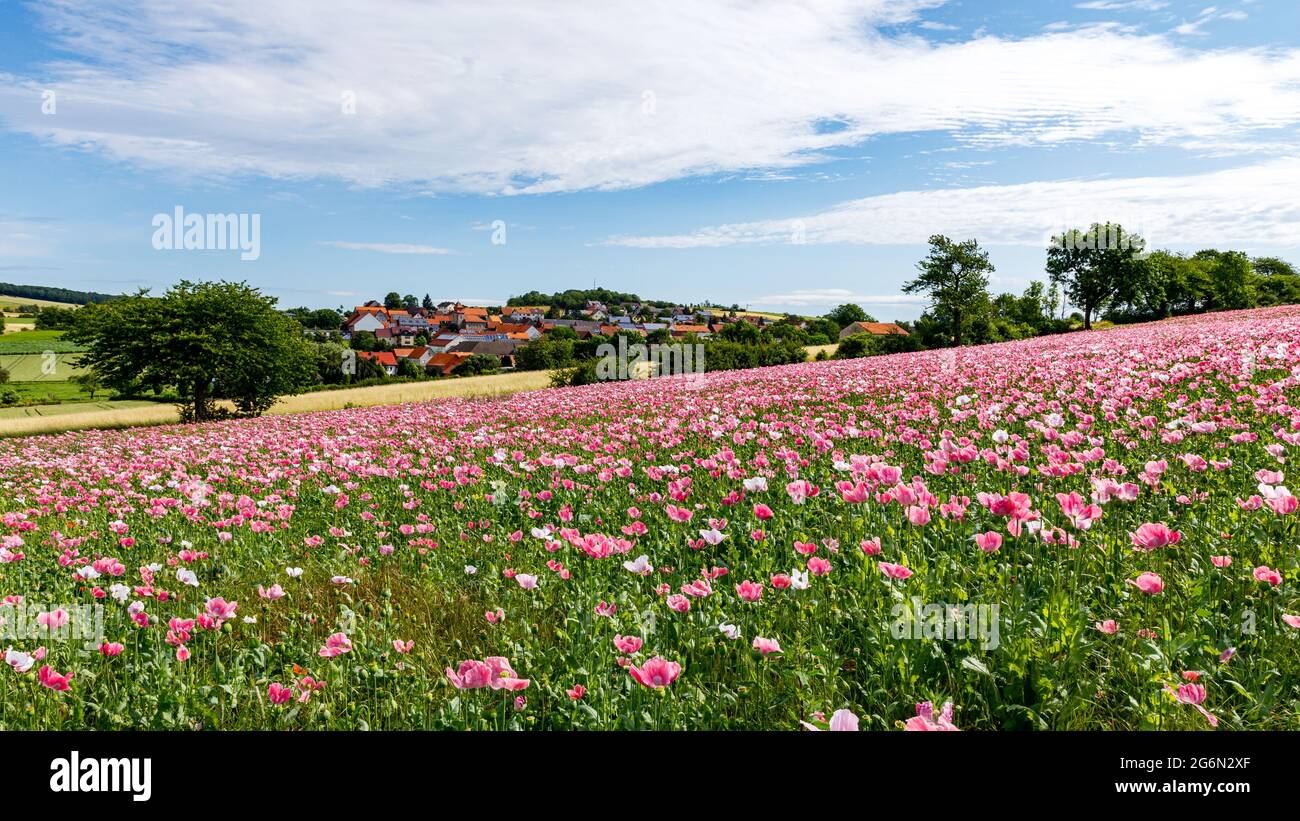 Holland poppy fields fields hi-res stock photography and images - Alamy