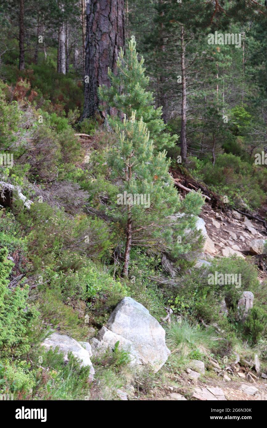 Pine trees in shale on slope of moutain Stock Photo - Alamy