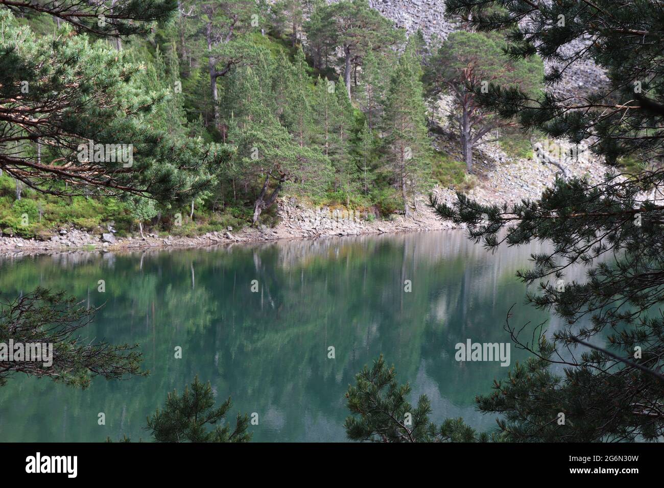 Pine forest and reflections in Green Loch near Aviemore in the ...