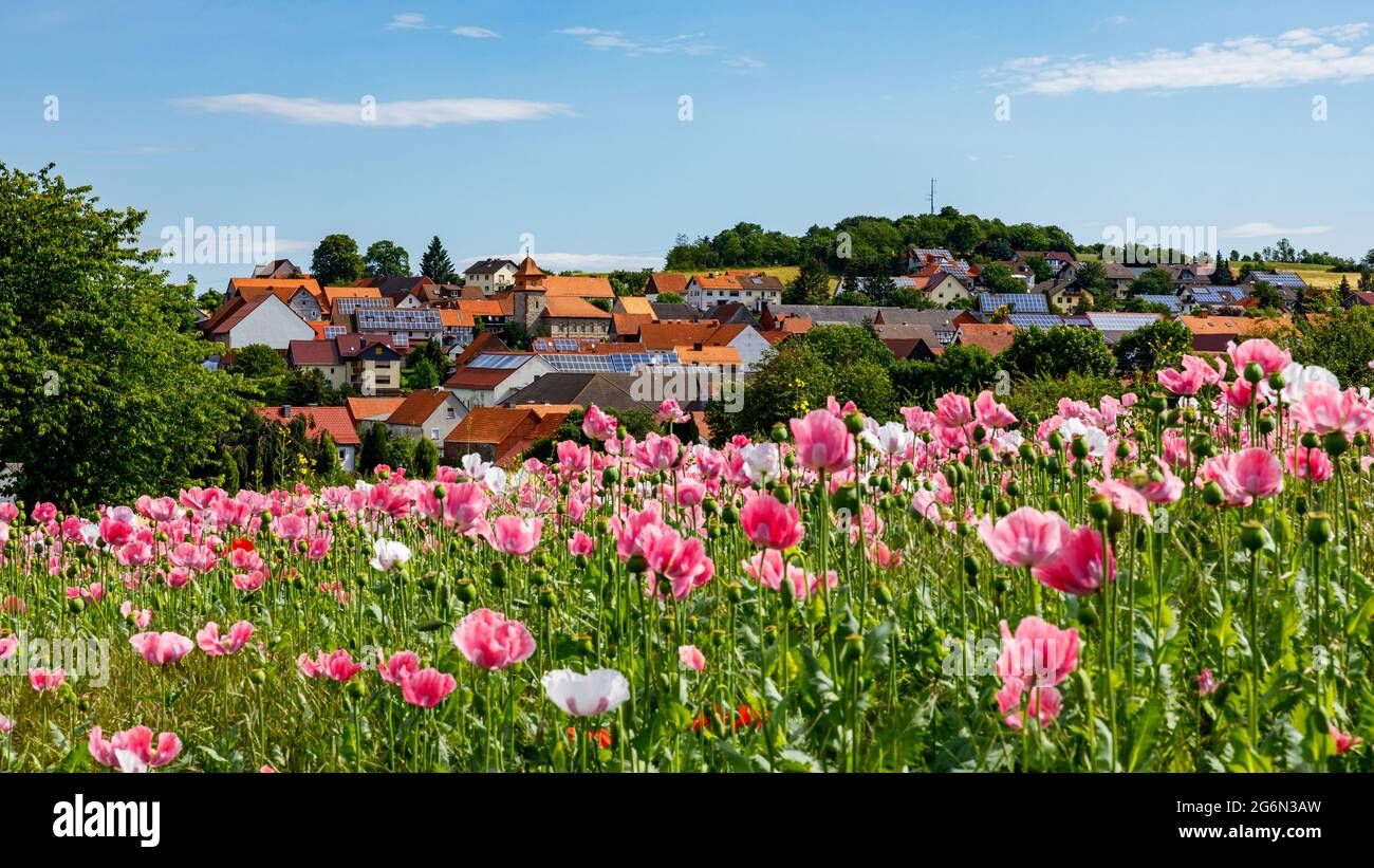 Holland poppy fields fields hi-res stock photography and images - Alamy
