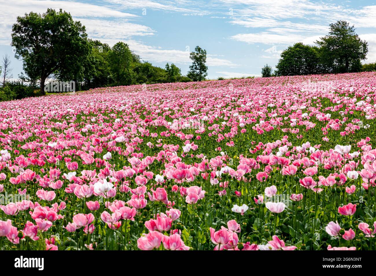 Holland poppy fields fields hi-res stock photography and images - Alamy