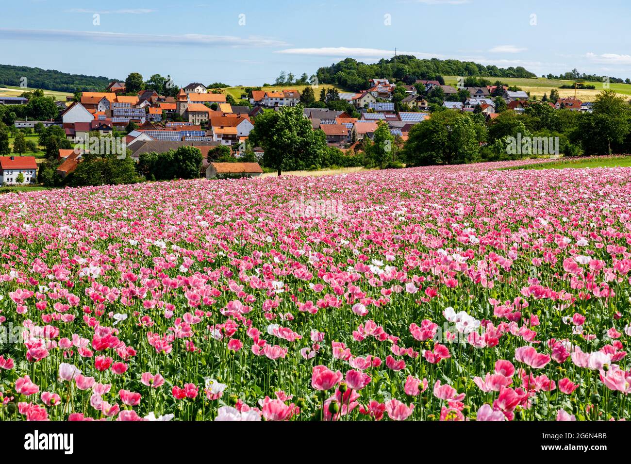 Holland poppy fields fields hi-res stock photography and images - Alamy