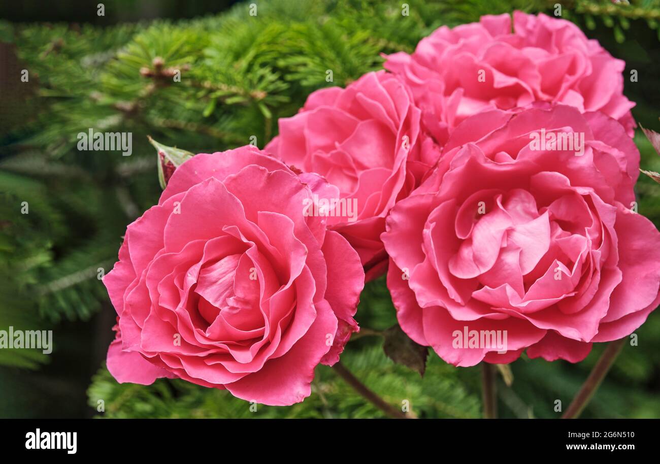 Close-up pink flowers of blooming rose over coniferous trees background ...
