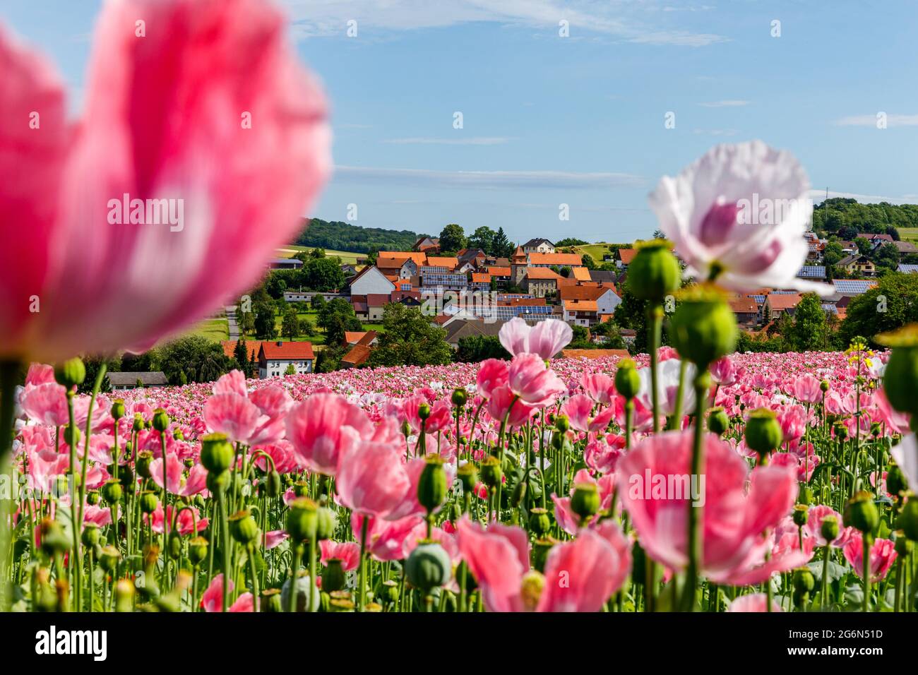 Holland poppy fields fields hi-res stock photography and images - Alamy
