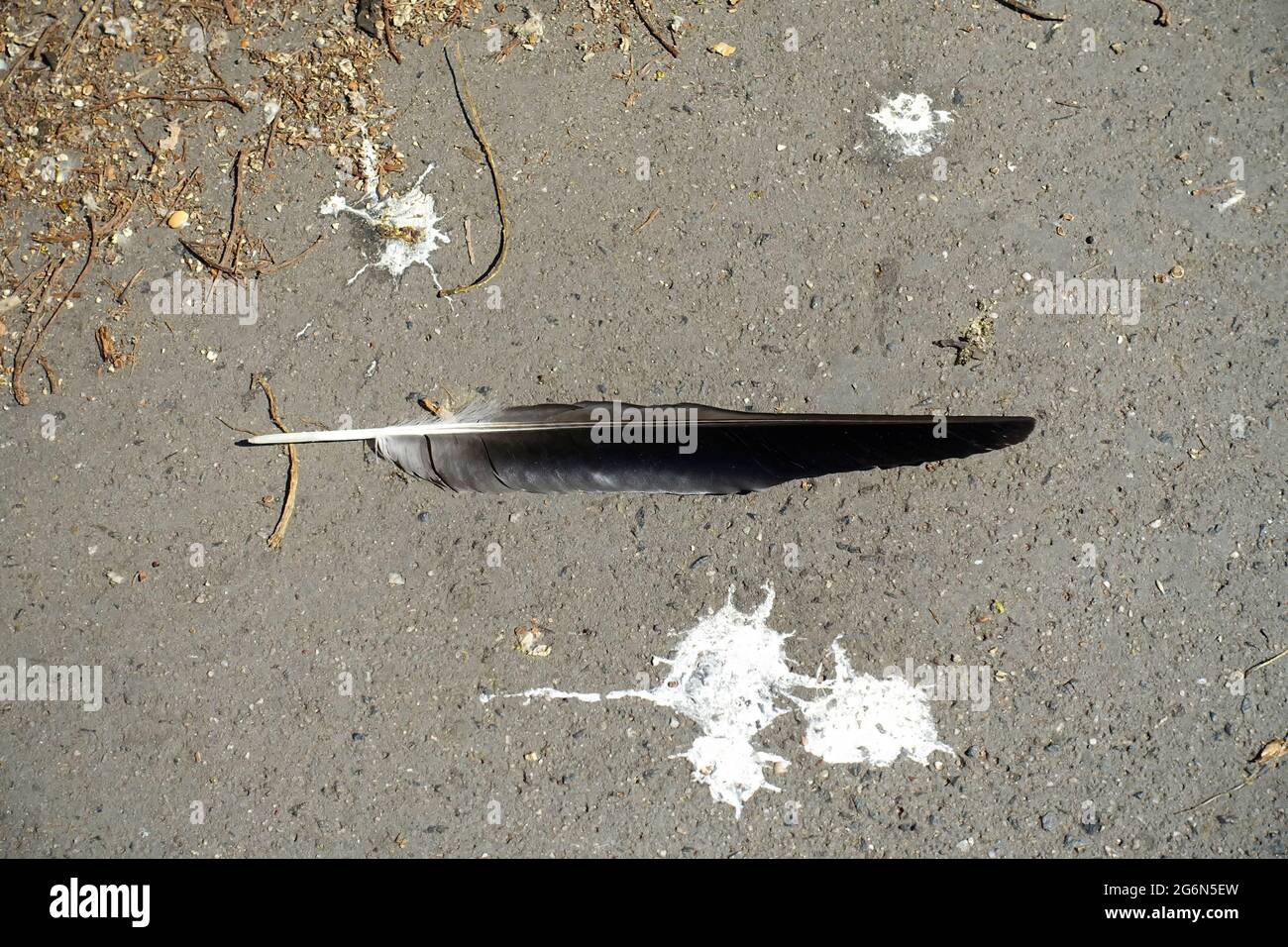 Bird droppings on a street in Berlin, Germany Stock Photo - Alamy