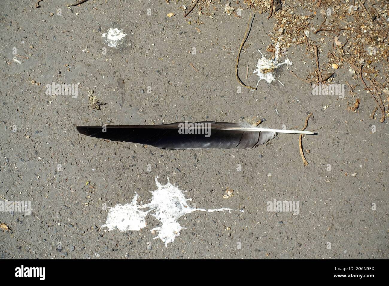 Bird droppings on a street in Berlin, Germany Stock Photo - Alamy