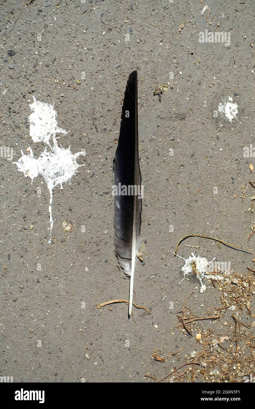 Bird droppings on a street in Berlin, Germany Stock Photo - Alamy
