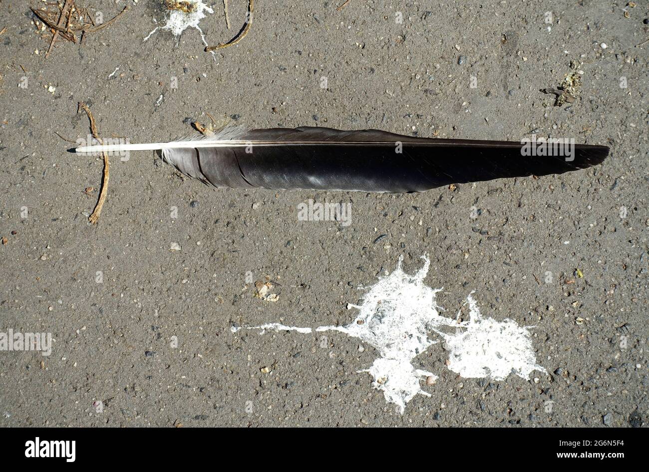 Bird droppings on a street in Berlin, Germany Stock Photo - Alamy