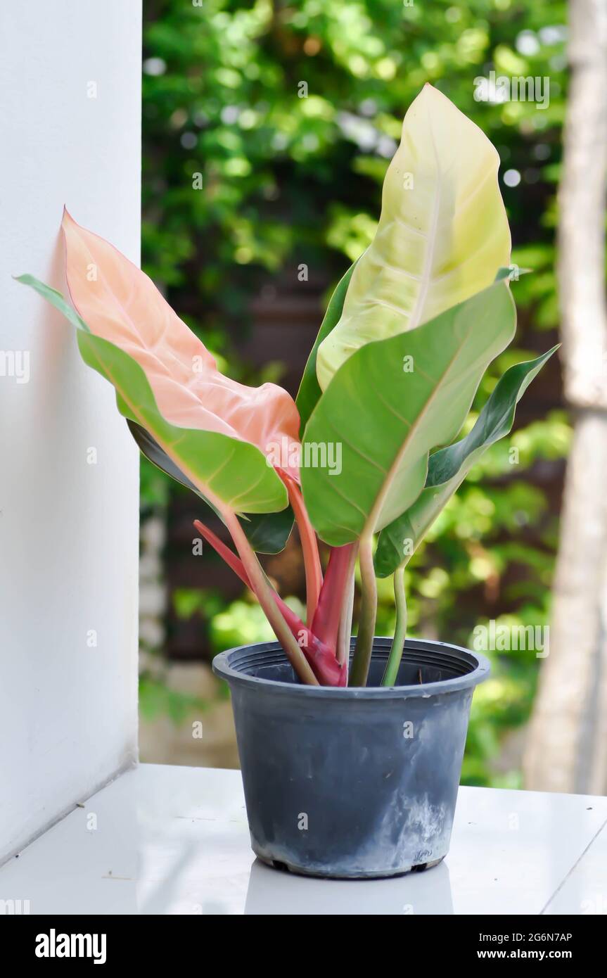 Philodendron sunlight ,Philodendron plant in the garden Stock Photo - Alamy