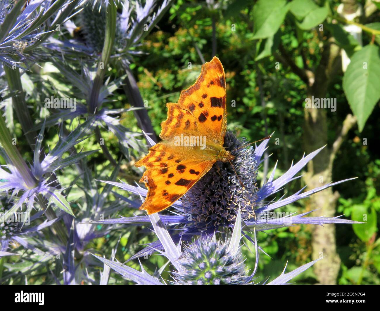 Comma butterfly female hi-res stock photography and images - Alamy