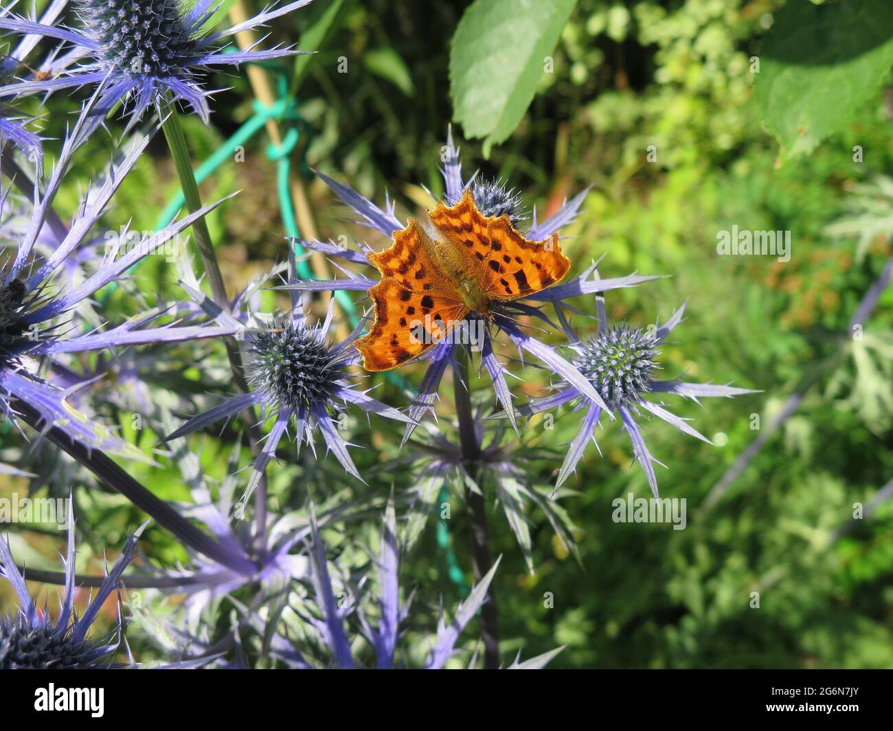 Comma butterfly female hi-res stock photography and images - Alamy