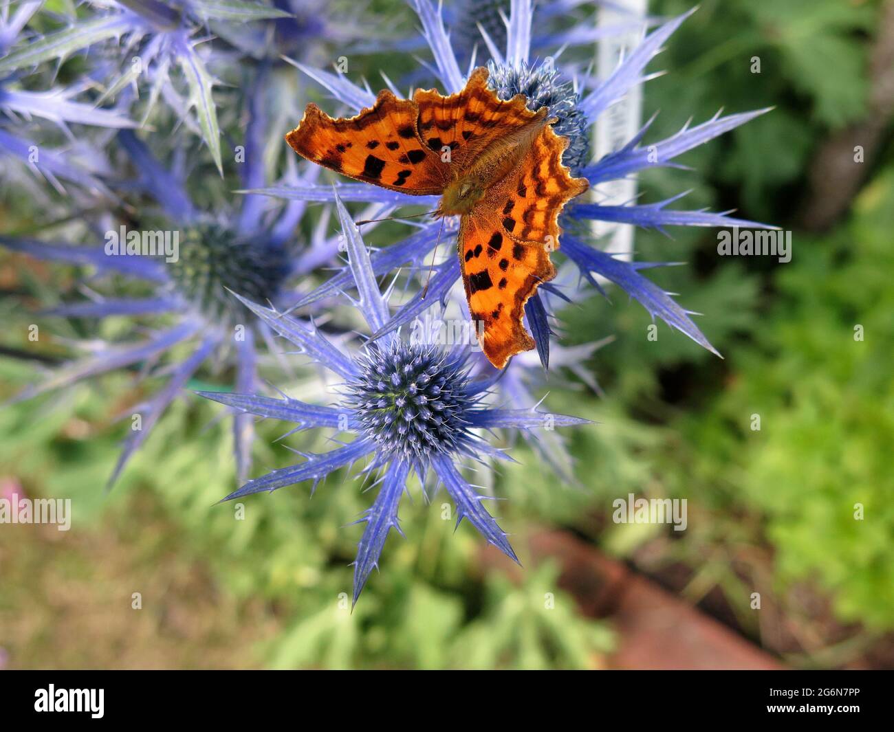 Comma butterfly female hi-res stock photography and images - Alamy