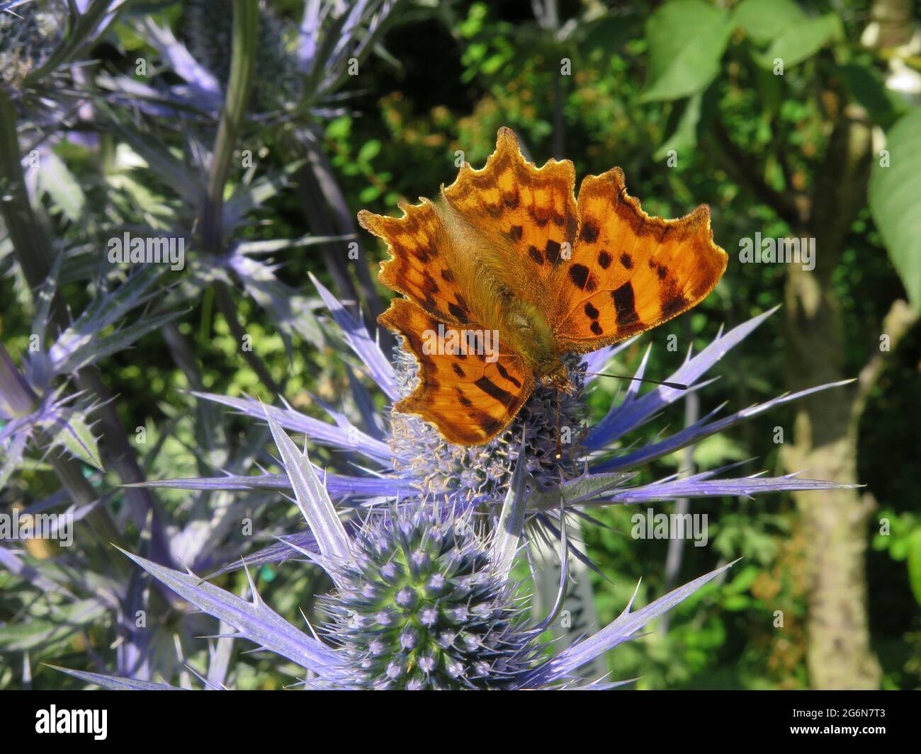 Comma butterfly female hi-res stock photography and images - Alamy