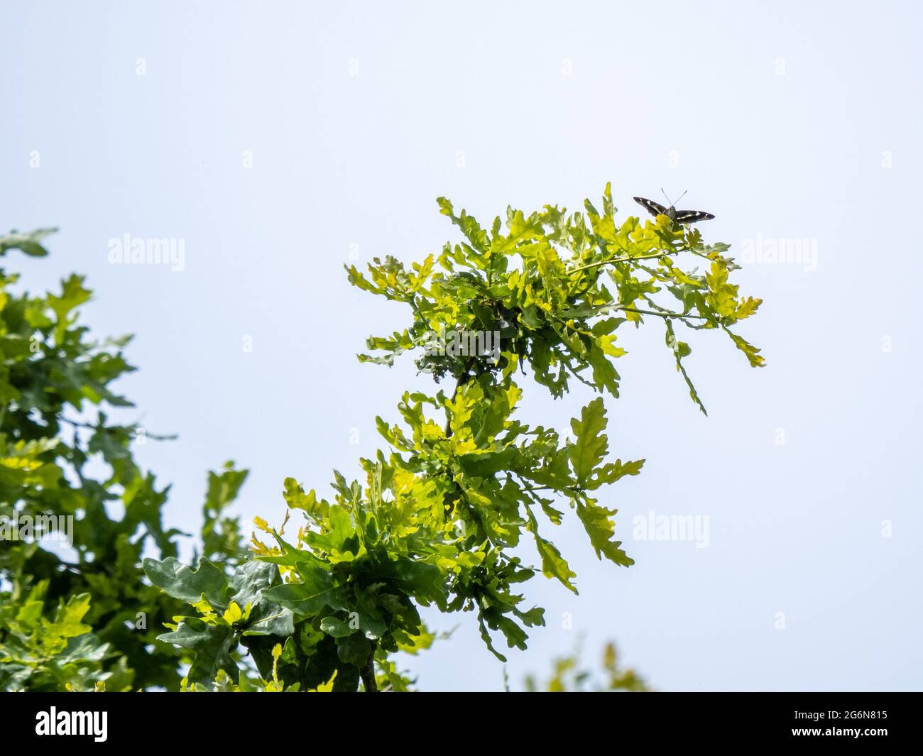 Purple Emperor Butterfly Resting on top of Oak Tree Stock Photo - Alamy