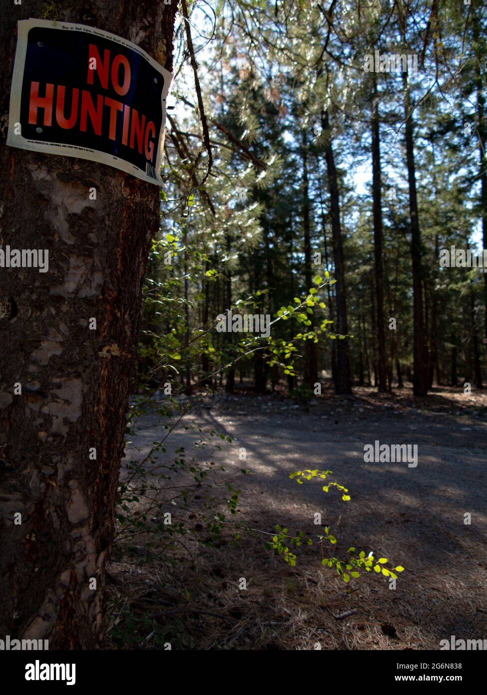 No Hunting sign hanging from a tree Stock Photo - Alamy