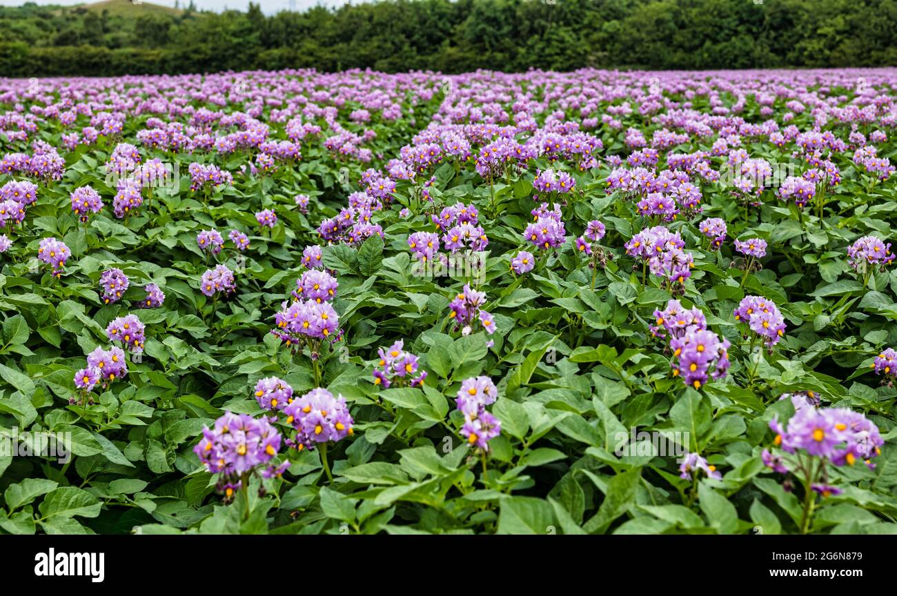Potato plants hi-res stock photography and images - Alamy