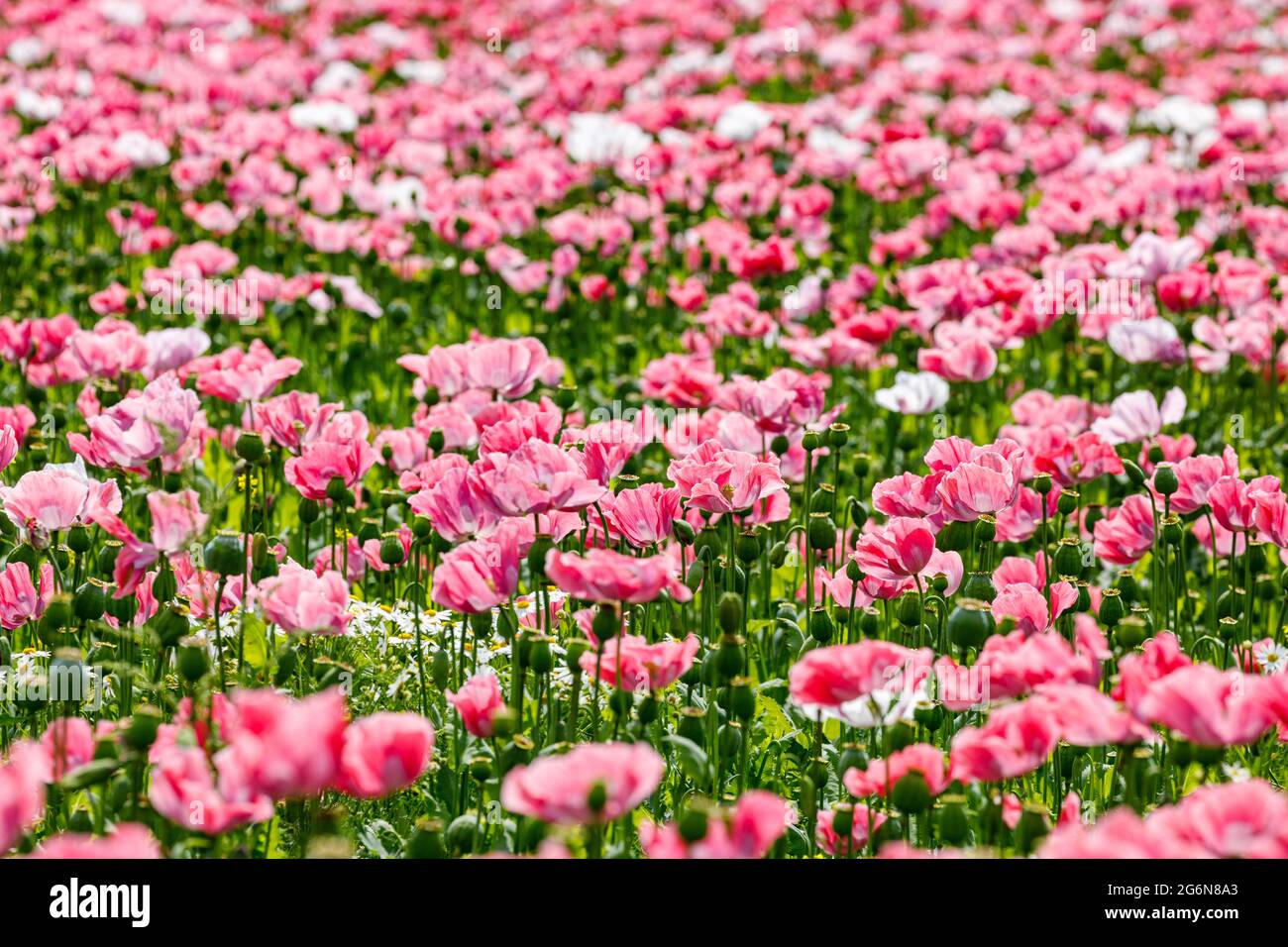 Flowers of an opium poppy field Stock Photo - Alamy