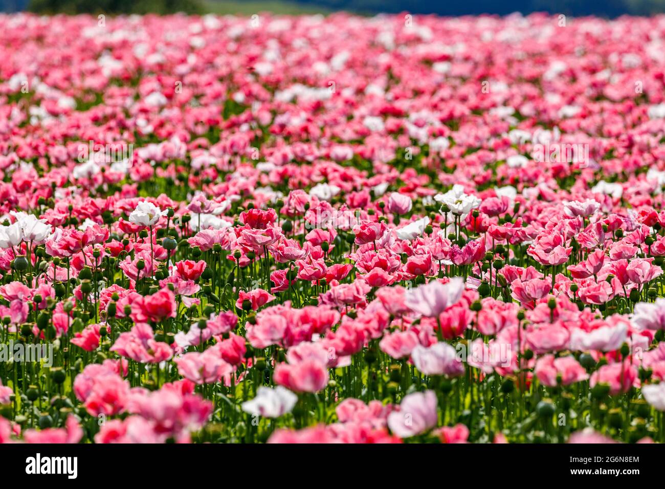 Flowers of an opium poppy field Stock Photo - Alamy