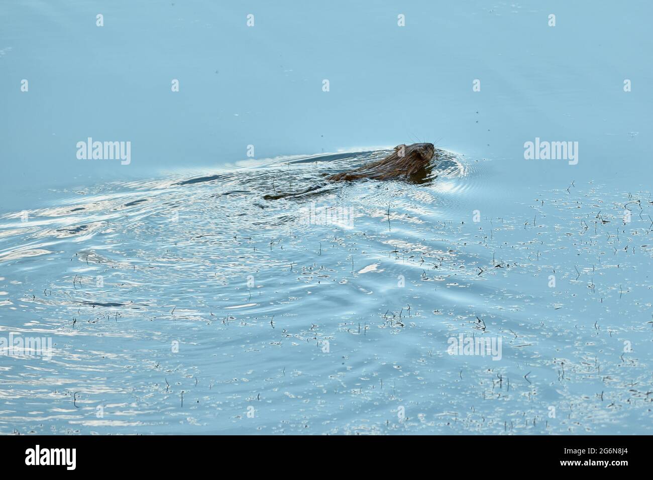 beaver floating on the river Stock Photo - Alamy