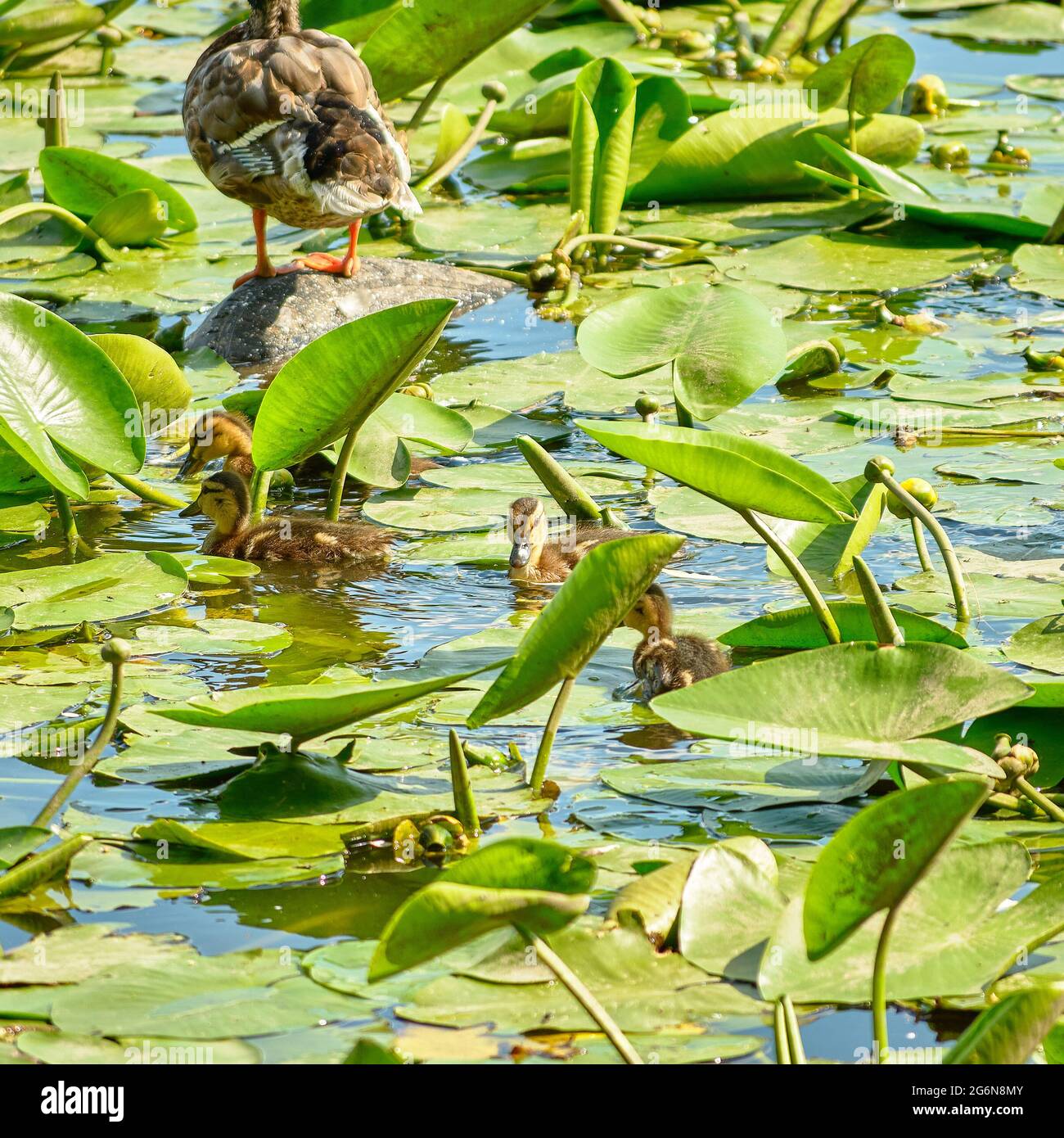 flock of ducks on pond with water lily plants Stock Photo - Alamy