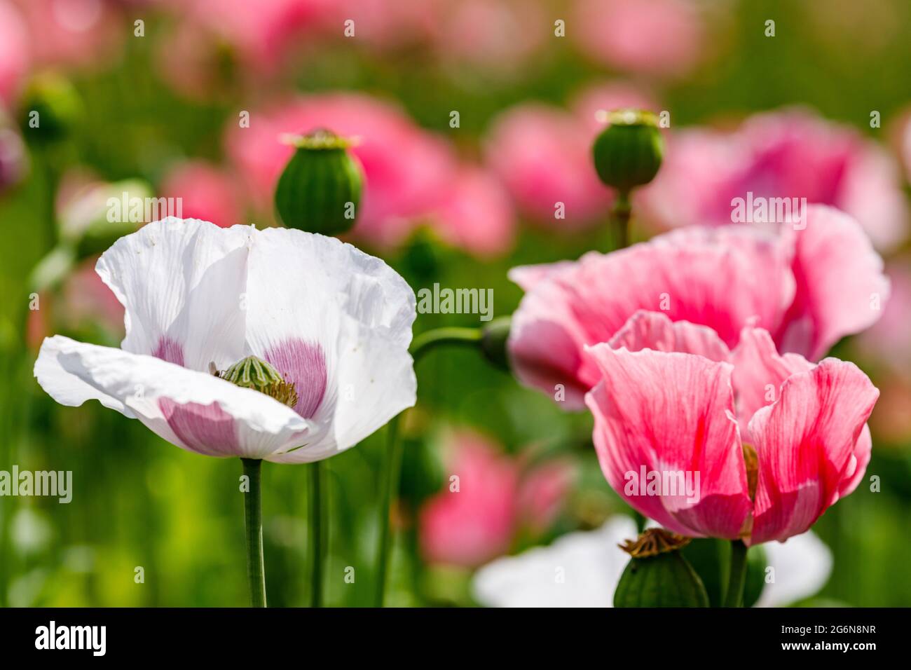 Flowers of an opium poppy field Stock Photo - Alamy