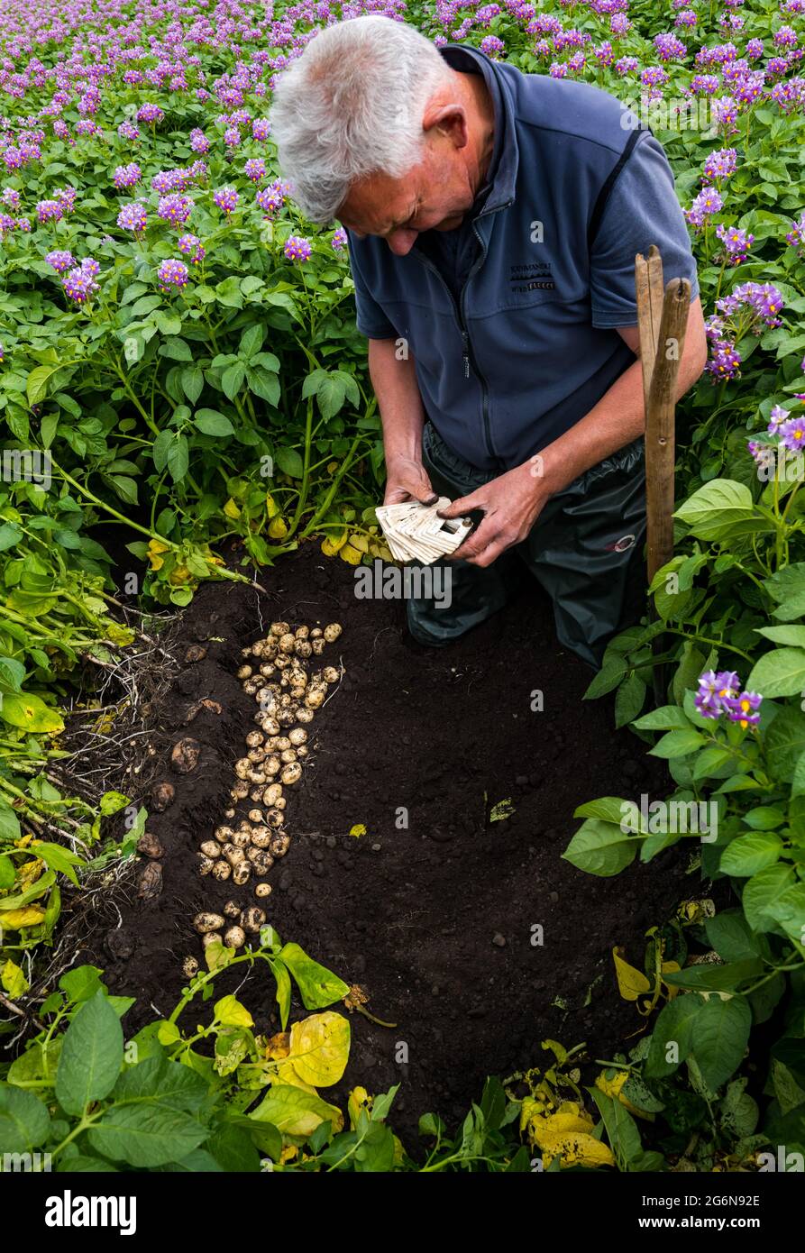 Farm manager Geert Knottenbelt measures size of new potatoes for ...
