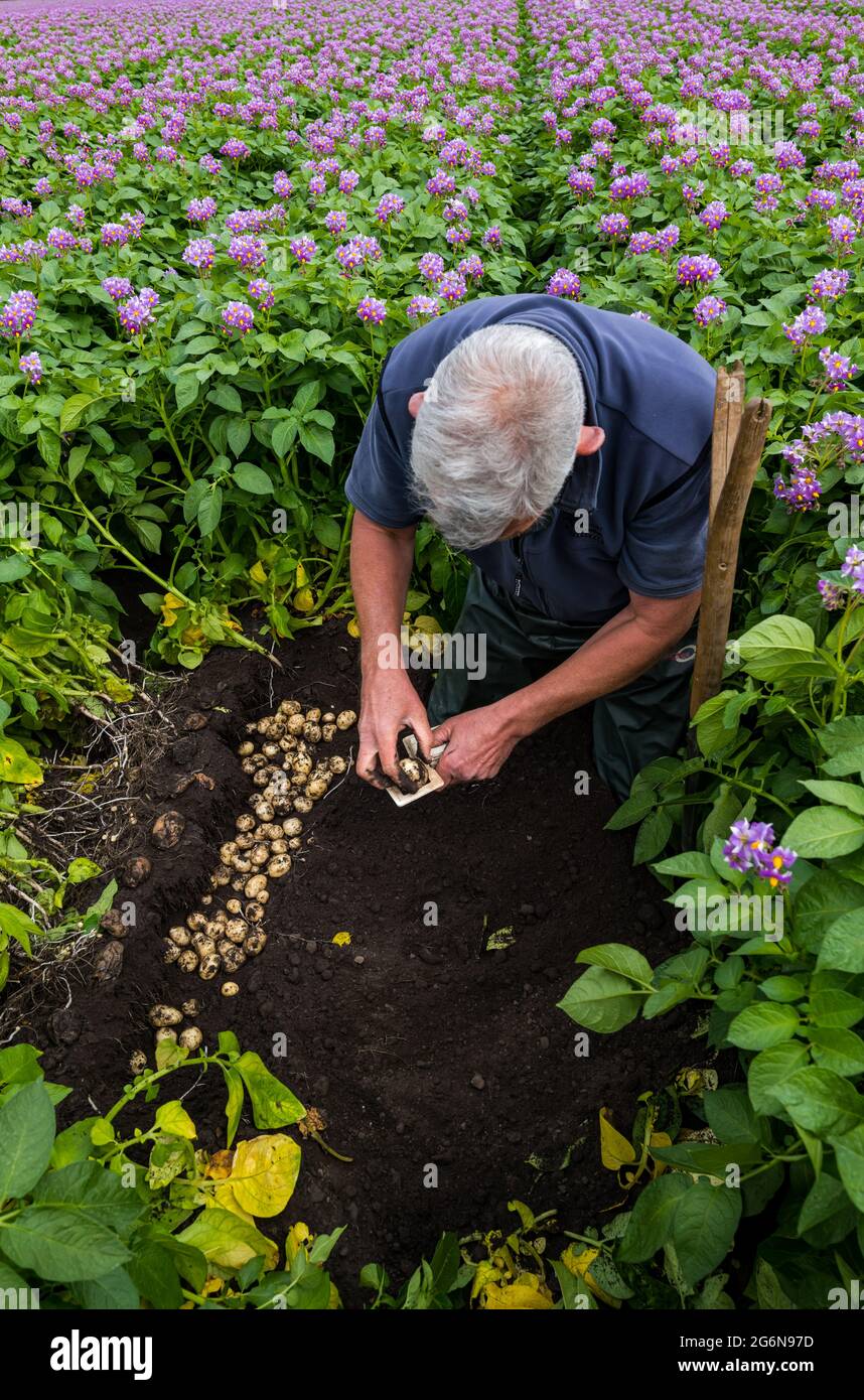Farm manager Geert Knottenbelt measures size of new potatoes for ...