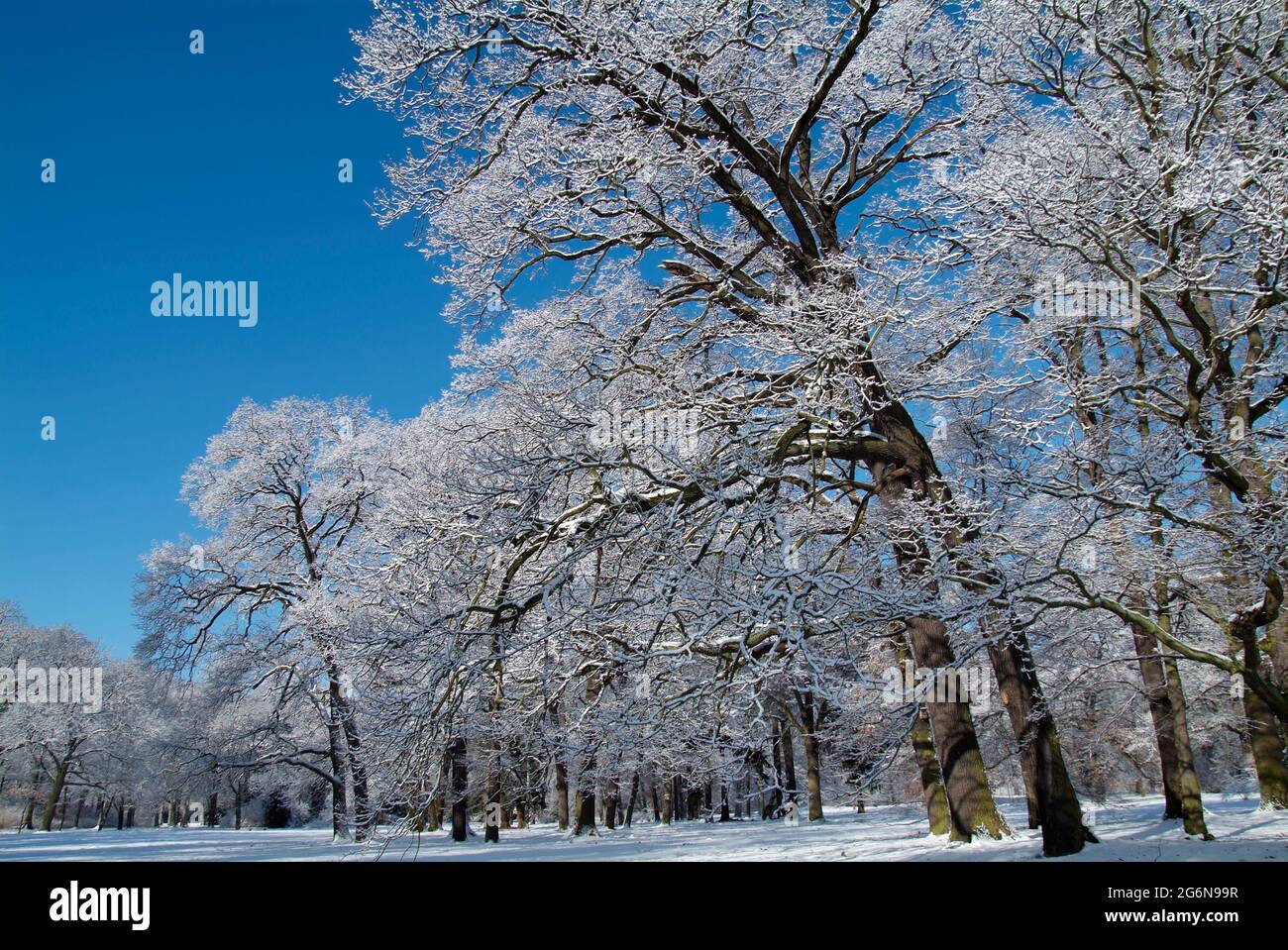 Snow covered oak trees in Sanssouci Park, Potsdam Stock Photo - Alamy