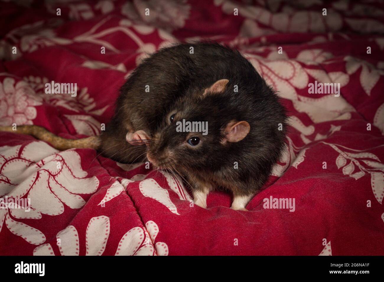 Rat scratching hi-res stock photography and images - Alamy