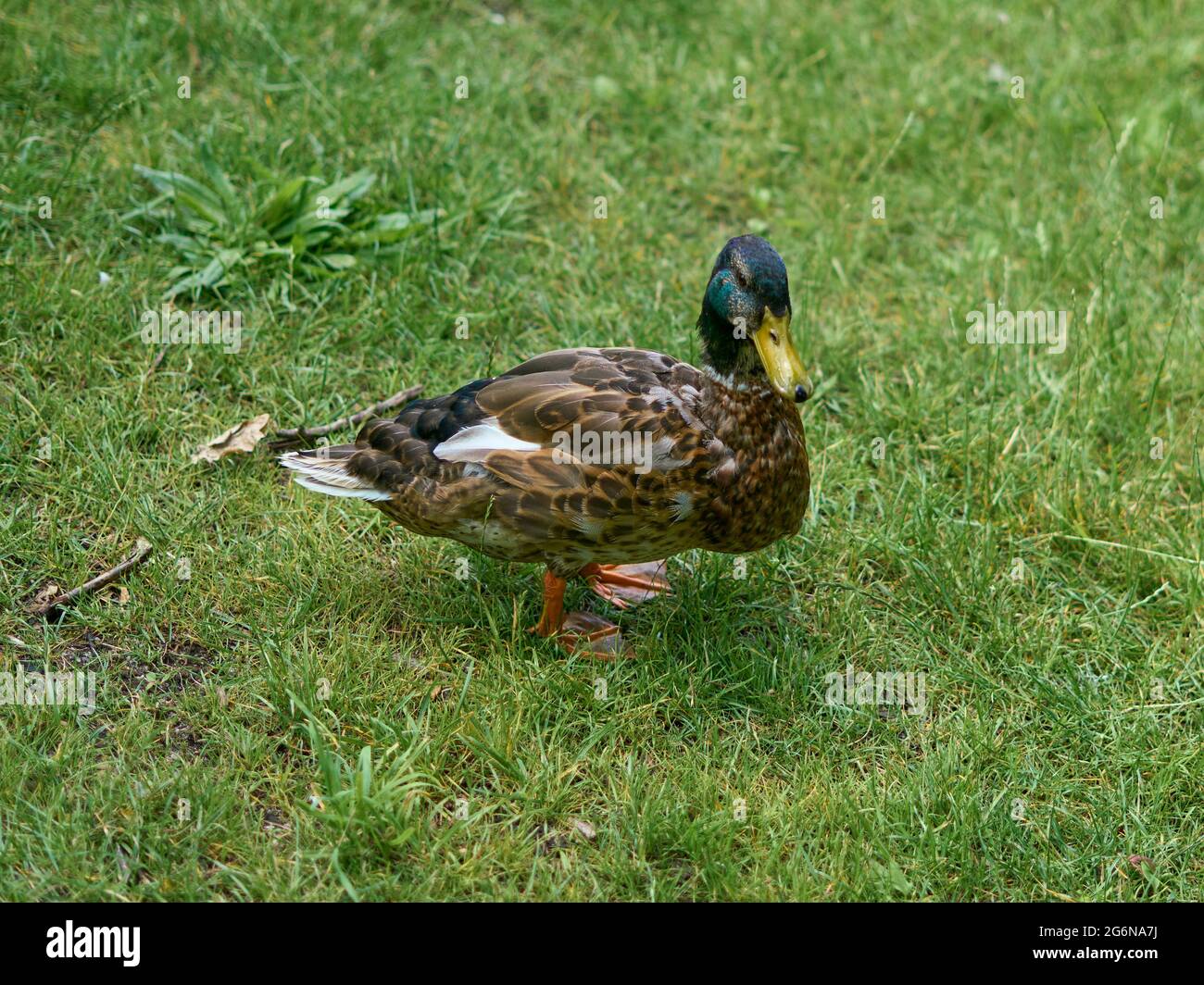 Duck at city park hi-res stock photography and images - Alamy
