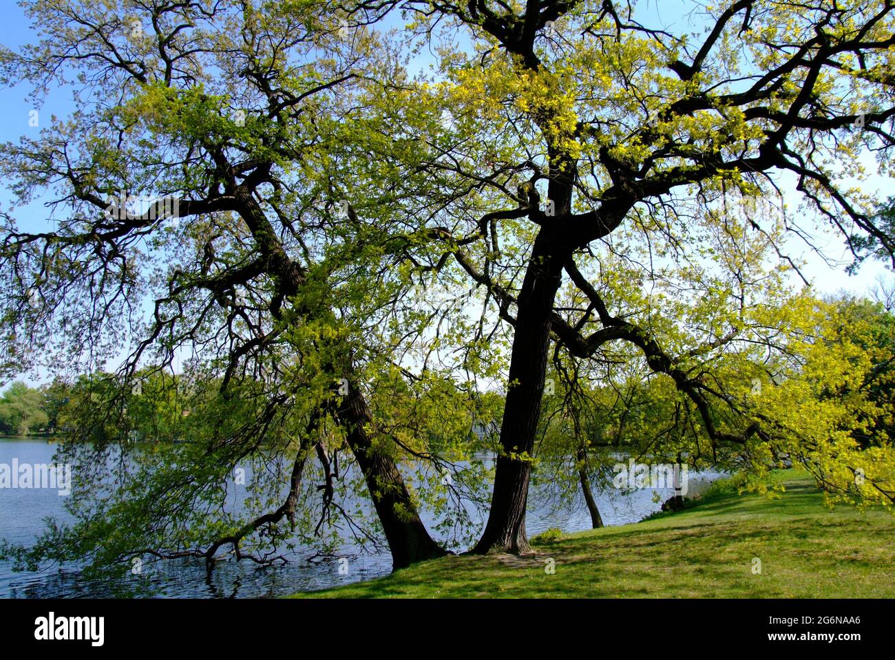 Oak tree in springtime with fresh green leaves Stock Photo - Alamy