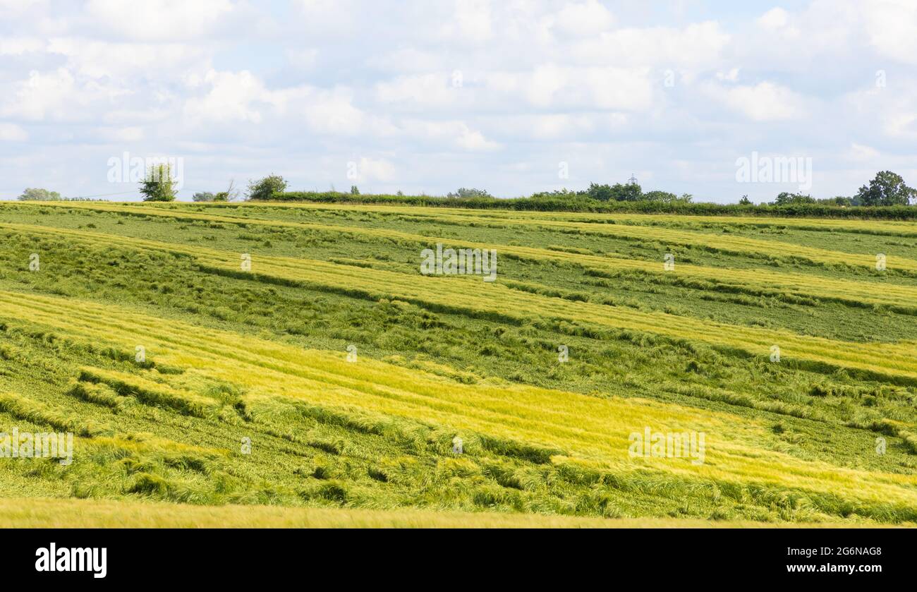 Farmer crop damage hi-res stock photography and images - Alamy