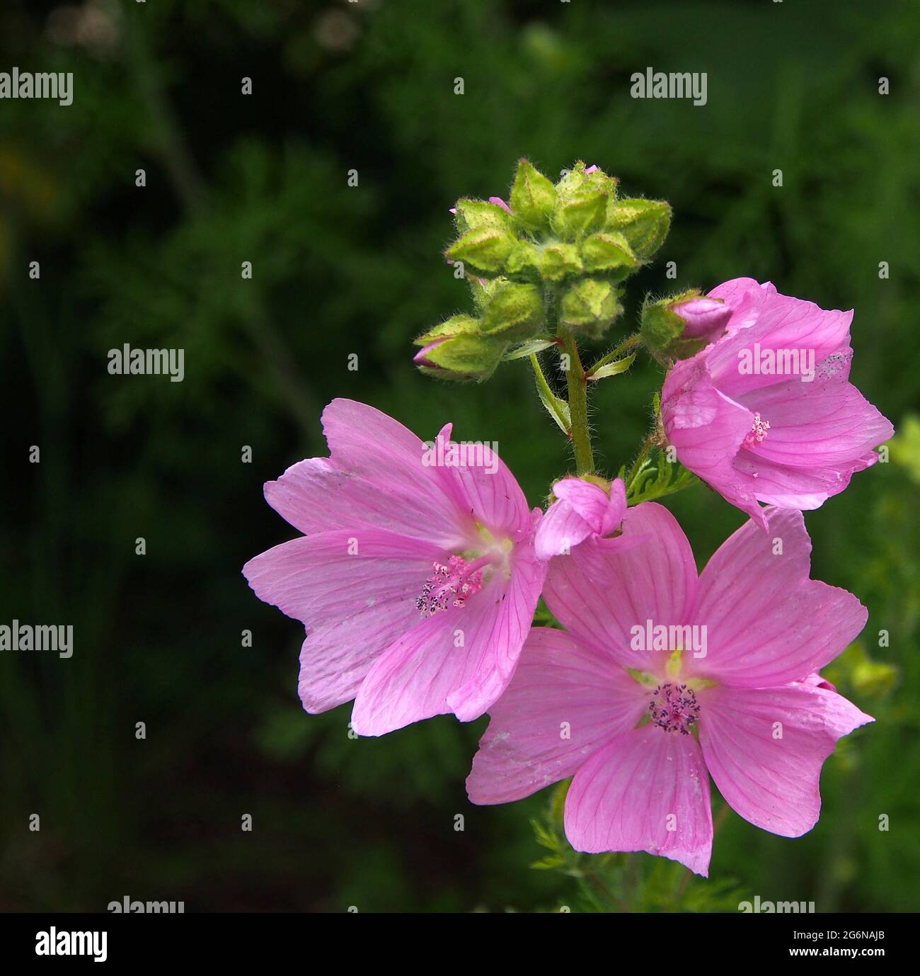 Pink mallow flower hi-res stock photography and images - Alamy