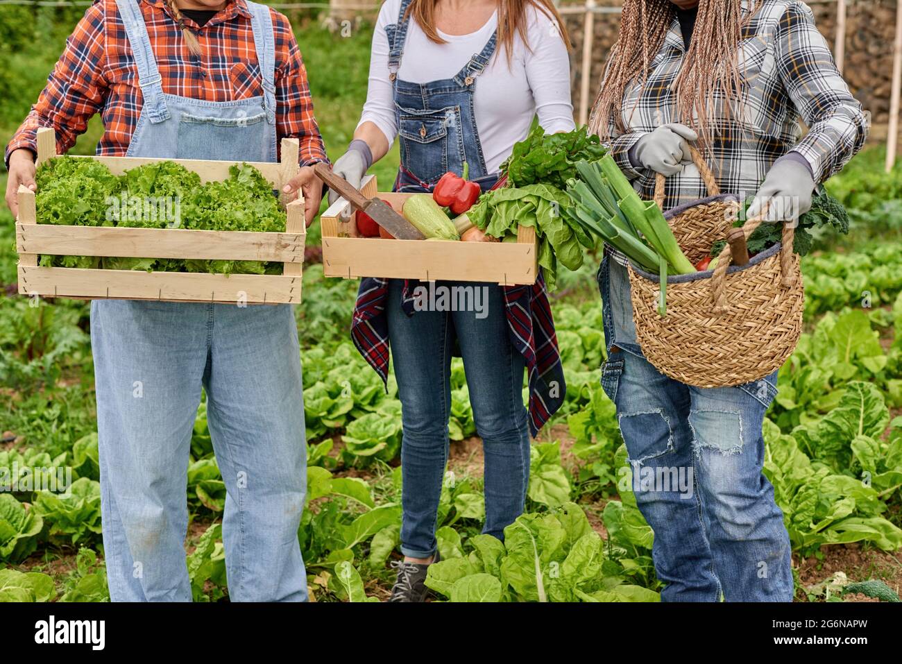 Crop farmers with fresh vegetables in containers on plantation Stock ...