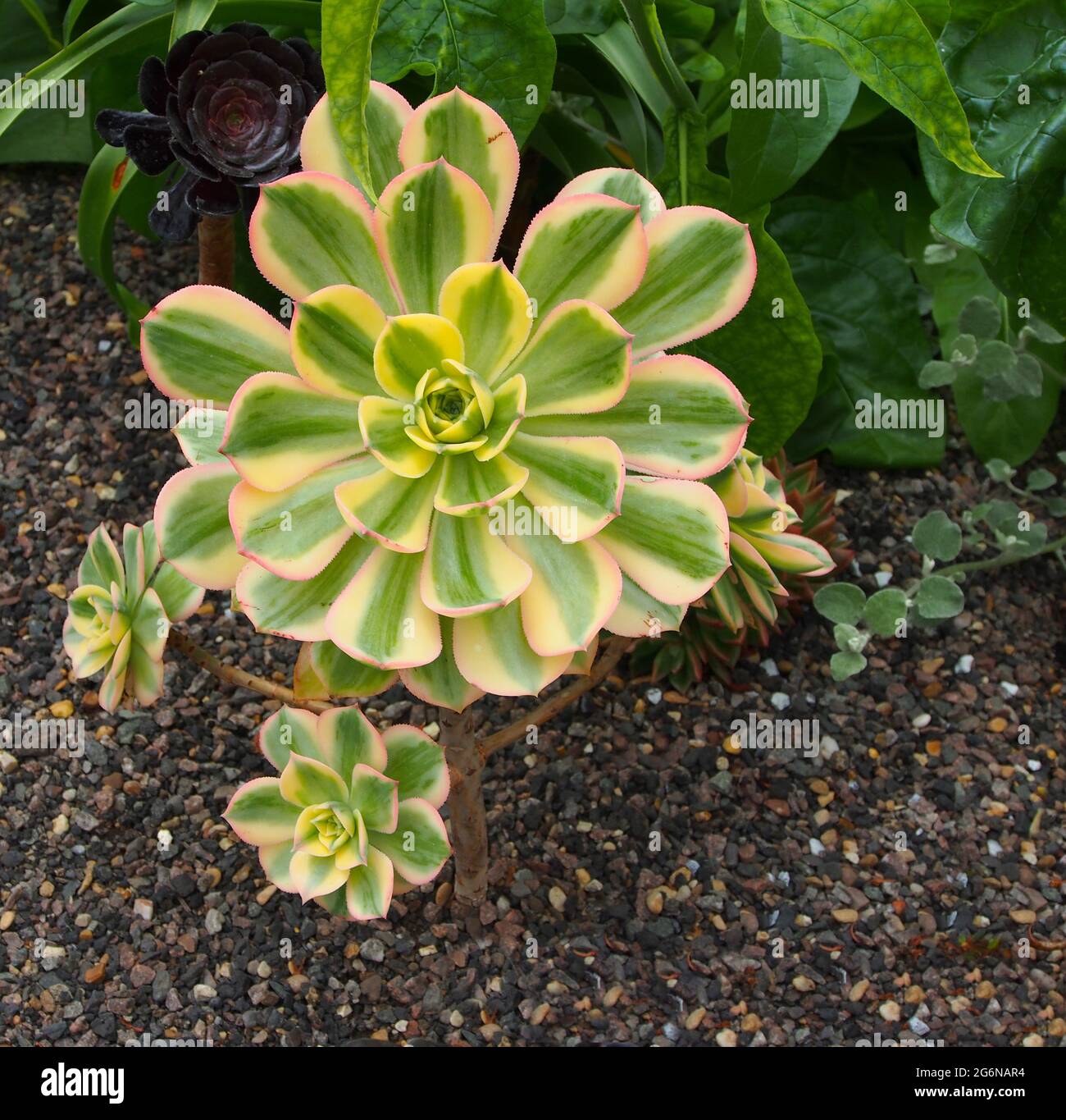 Aeonium aeonium arboreum hi-res stock photography and images - Alamy